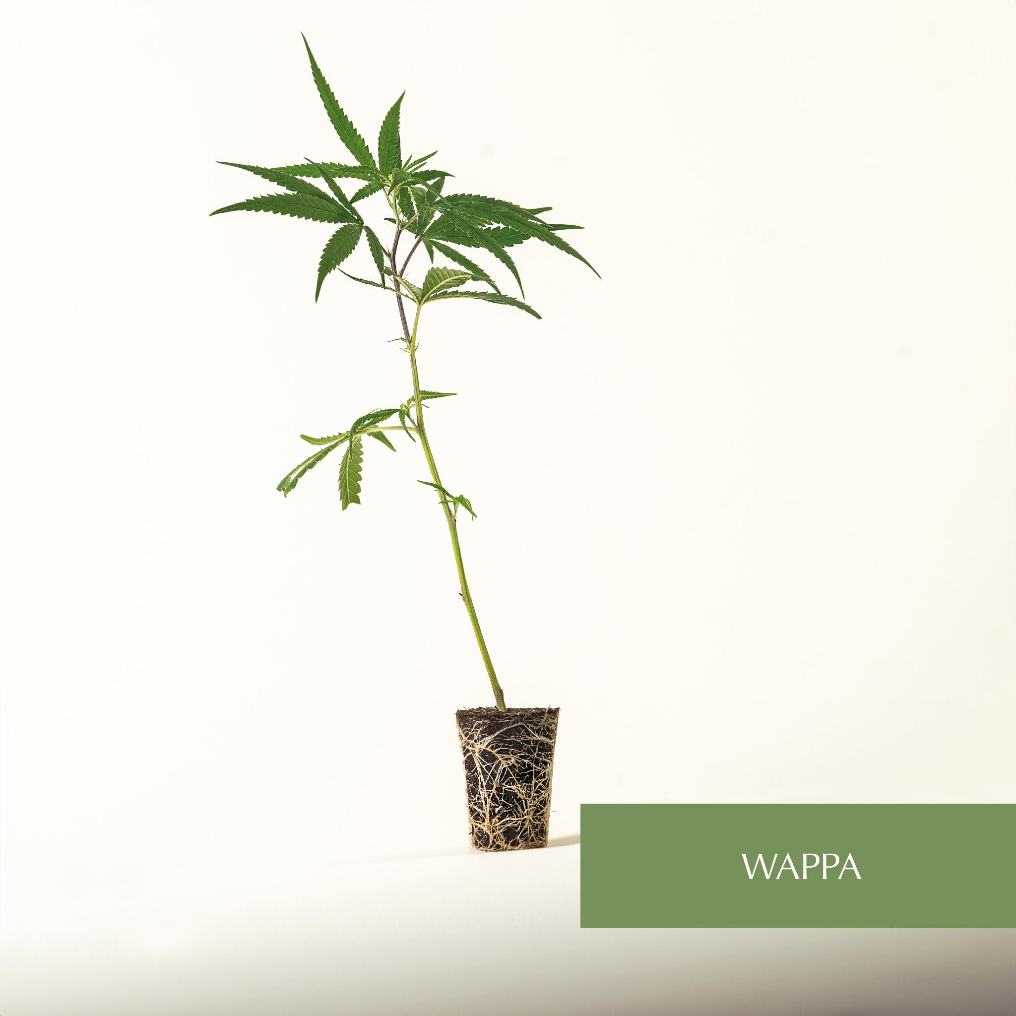 Wappa Cannabis Steckling – YourFarm